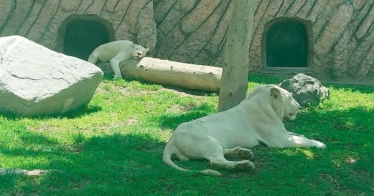 ¿En Perú hay leones?